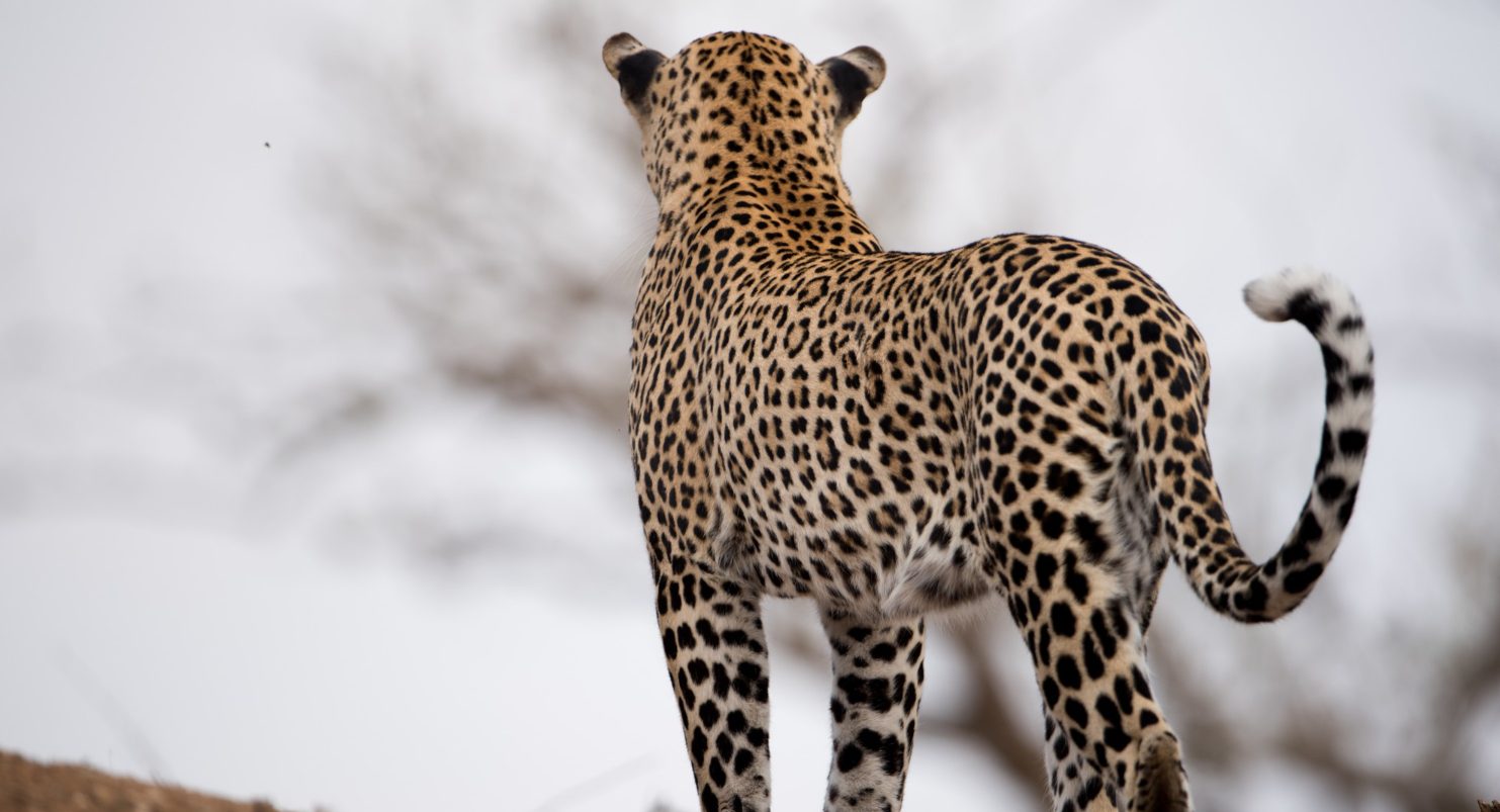 International Day of the Arabian Leopard 2025 – History, Significance ...